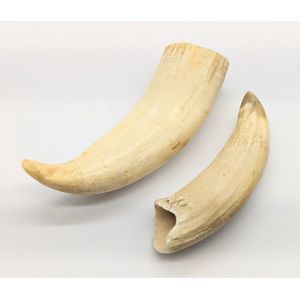 Antique Ivory and Vintage Boar Tusks, 12 cm Length - Natural History ...