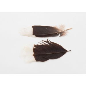 Taxidermied huia bird specimens and parts - price guide and values