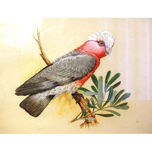 Galah Watercolour by Roy Doyle - Watercolours, Other Works on Paper - Art