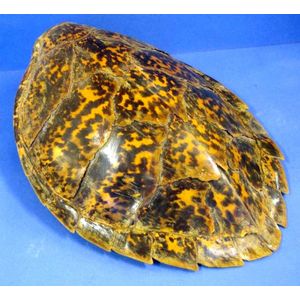 Preserved turtle and tortoise shells - price guide and values