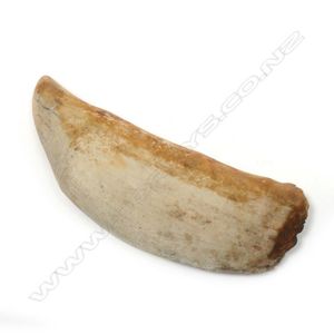 Taxidermied whale tooth / teeth - price guide and values