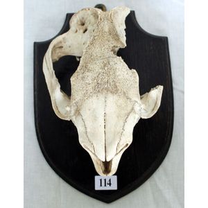Taxidermied wombats - price guide and values