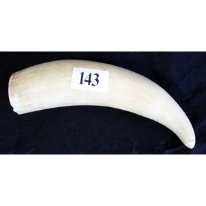 Sperm Whale Tooth: A Rare and Valuable Find - Natural History ...