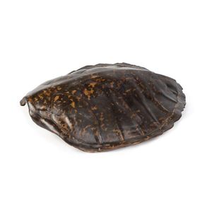 Preserved turtle and tortoise shells - price guide and values