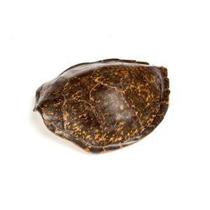 Preserved turtle and tortoise shells - price guide and values