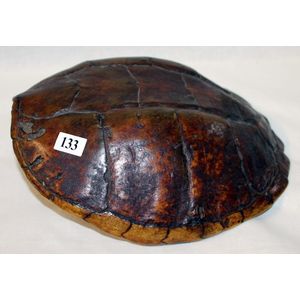Victorian Snapping Turtle Shell - Natural History - Industry Science ...