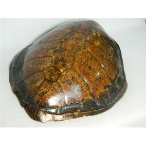 Preserved turtle and tortoise shells - price guide and values