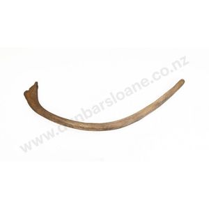 Vintage Whale Rib Bone from 1960s, 135 cm Length - Natural History ...
