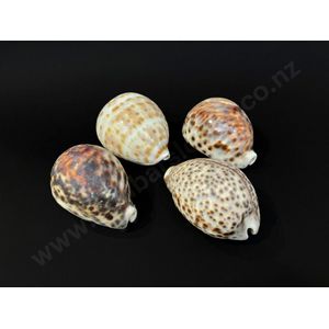 Four Shells - Natural History - Industry Science & Technology