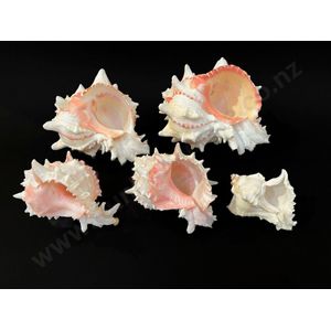 Sea shells displays - price guide and values