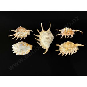 Sea shell displays - price guide and values