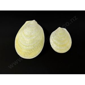 Sunrise Clam Shells: 15cm and 10cm Lengths - Natural History - Industry ...