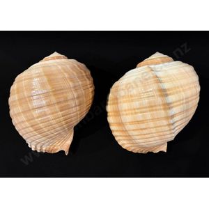 21 cm Tonna Shells - Large and Impressive - Natural History - Industry ...
