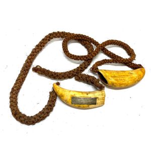 Fiji tribal artefacts, tabua (polished tooth) - price guide and values