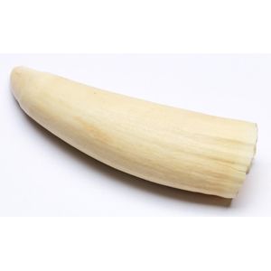 Taxidermied whale tooth / teeth - price guide and values