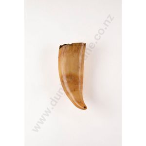 Fiji tribal artefacts, tabua (polished tooth) - price guide and values