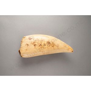 Fiji tribal artefacts, tabua (polished tooth) - price guide and values