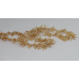 Australian Aboriginal artefacts: shell necklaces (maireener / mariner ...