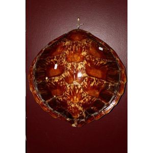 Preserved turtle and tortoise shells - price guide and values