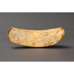 Fiji Islands Whale Tooth Tabua: Wealth and Status Symbol - Natural ...
