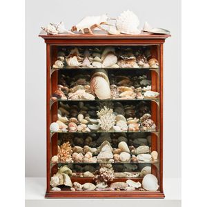 Sea shells displays - price guide and values