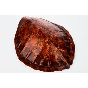 Preserved turtle and tortoise shells - price guide and values