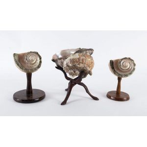 Three Stand Shells - 24cm Largest - Natural History - Industry Science ...
