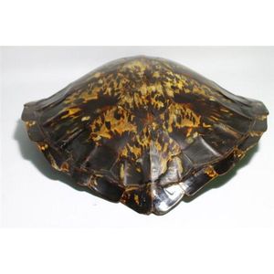 Preserved turtle and tortoise shells - price guide and values