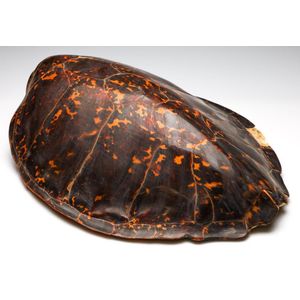 Preserved turtle and tortoise shells - price guide and values