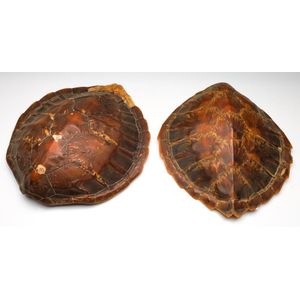 Preserved turtle and tortoise shells - price guide and values