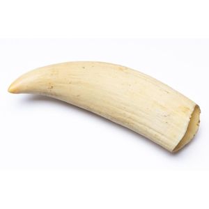 Taxidermied whale tooth / teeth - price guide and values