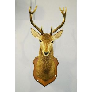 Medieval Elk Shield - Natural History - Industry Science & Technology