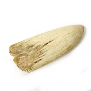 Taxidermied whale tooth / teeth - price guide and values