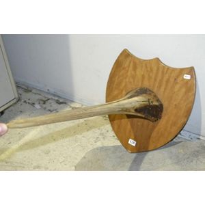 Marlin Bill Trophy Mount on Wooden Shield (60cm) - Natural History ...