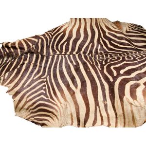 Damaged Mid-Century Zebra Skin - Natural History - Industry Science ...