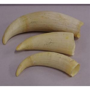 Assorted Tusks: A Trio of Unique Shapes - Natural History - Industry ...