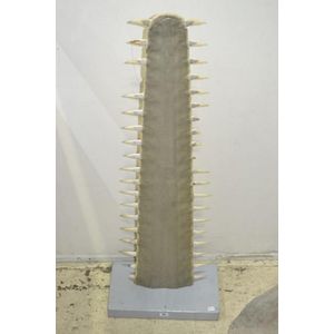 Taxidermied swordfish / sawfish rostrum (bills) - price guide and values