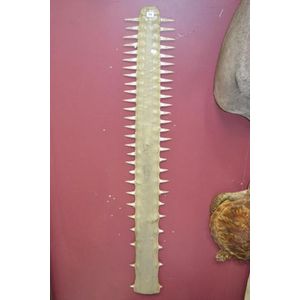 Taxidermied swordfish / sawfish rostrum (bills) - price guide and values