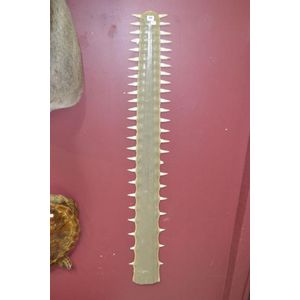 Taxidermied swordfish / sawfish rostrum (bills) - price guide and values