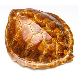 Preserved turtle and tortoise shells - price guide and values