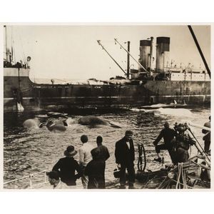 Whaling in Antarctica: The Discovery and Sir James Clark Ross ...