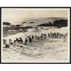 Summer Day at Cape Denison: B.A.N.Z. Antarctic Expedition - Photographs ...