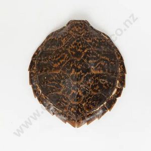 Preserved turtle and tortoise shells - price guide and values