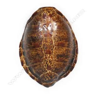 Preserved turtle and tortoise shells - price guide and values