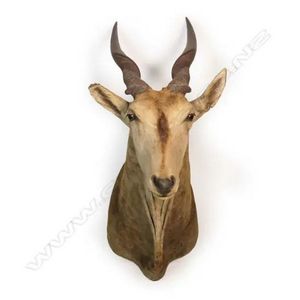 Damaged Eland Head Mount, Taxidermy, 119 cm Height - Natural History ...