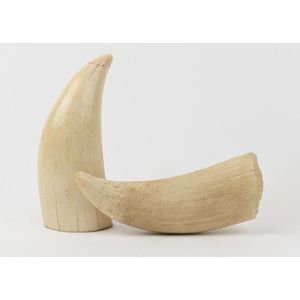 19th Century Whale Teeth: Polished Surface, 13-14 cm High - Natural ...