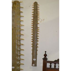 Taxidermied swordfish / sawfish rostrum (bills) - price guide and values