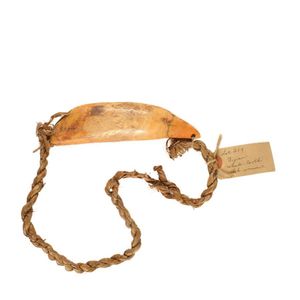 Fiji tribal artefacts, tabua (polished tooth) - price guide and values