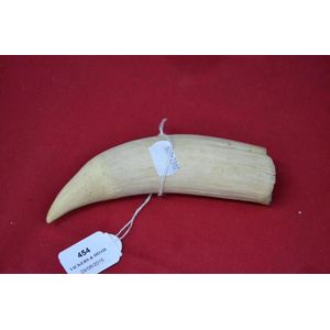 Ancient Whale Tooth: 15.5cm Remnant of the Sea - Natural History ...