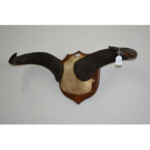 Desmond Barnes' Buffalo Skull - Natural History - Industry Science ...